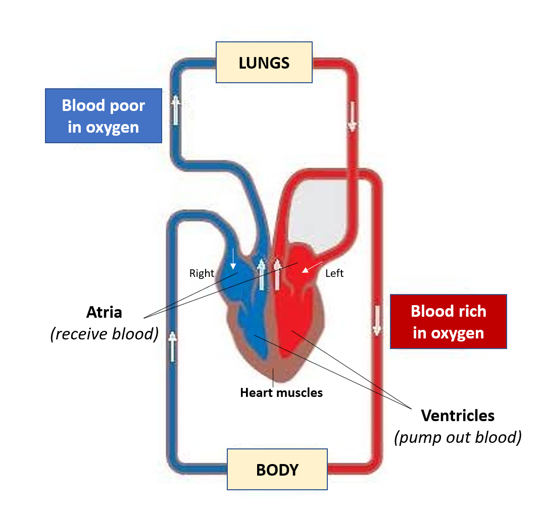 Heart Function