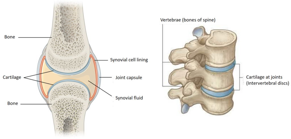 Arthritis – Awareness of the Causes, Types and Health Impact
