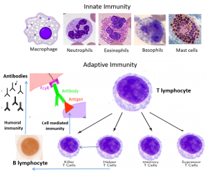 Understanding the Immune System and improving our Immunity