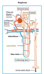 Glomerulonephritis, Nephrotic Syndrome and Kidney Function