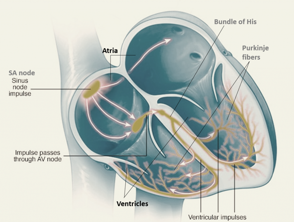 Understanding ECG – The Electrocardiogram