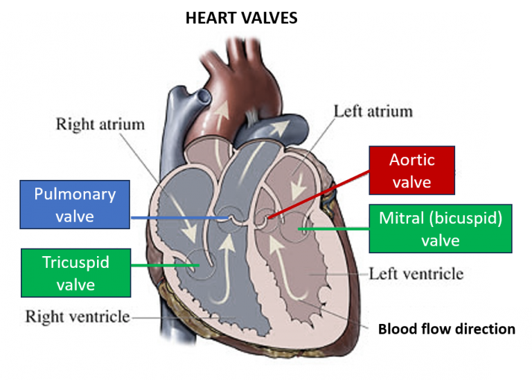 Heart Valve Defects – 5 Important Points of Understanding